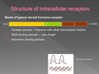 Mechanism of steroid hormone action | PPTX