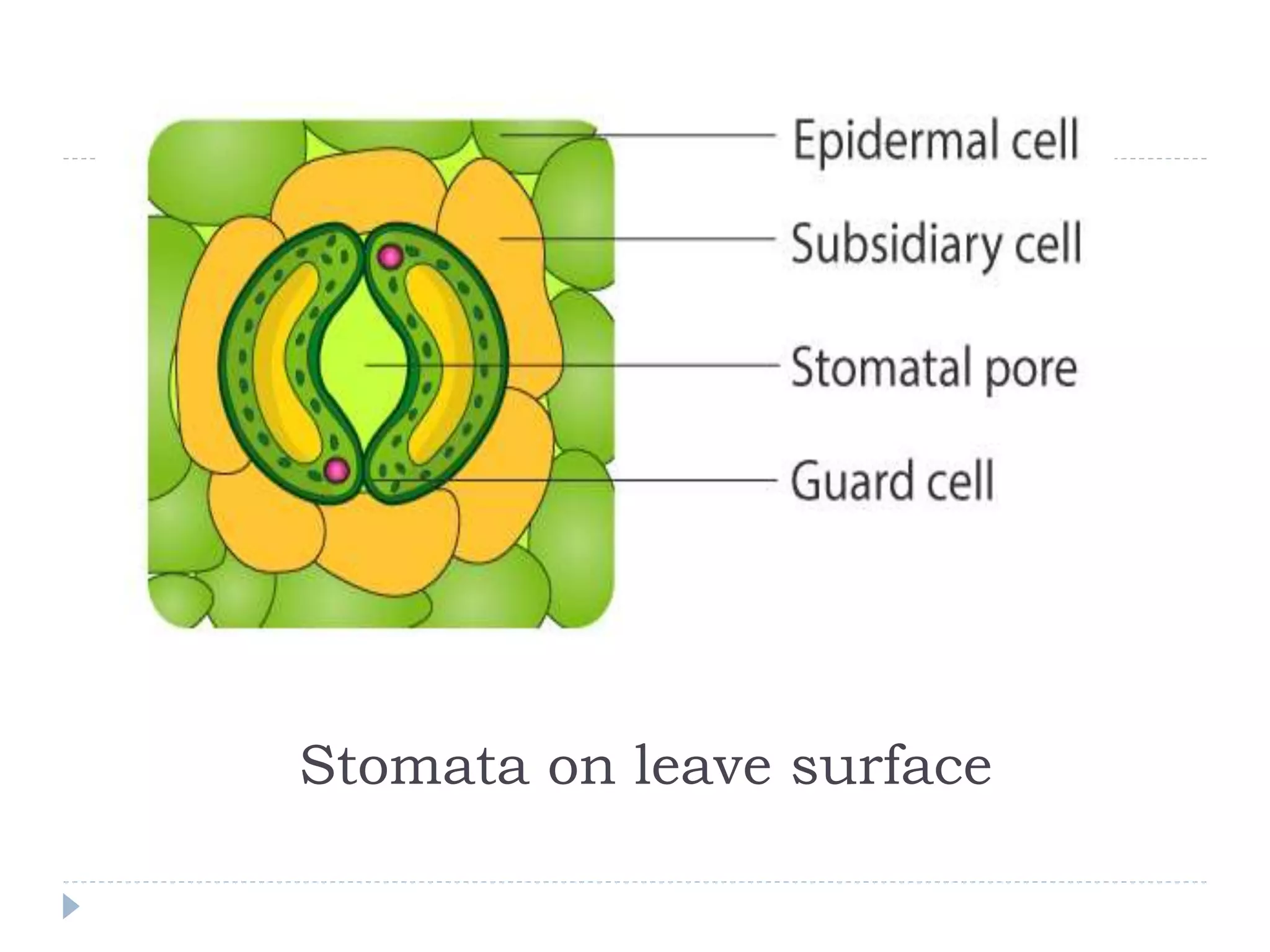 Mechanism of stomatal regulation | PPTX