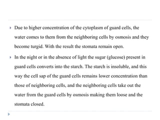 Mechanism of stomatal regulation | PPTX