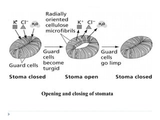 Mechanism of stomatal regulation | PPTX