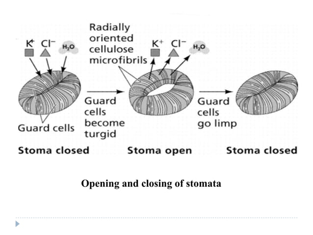 Mechanism of stomatal regulation | PPTX