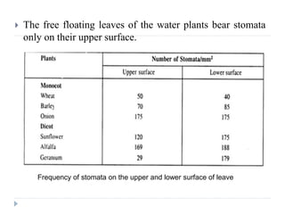 Mechanism of stomatal regulation | PPTX