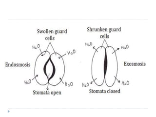 Mechanism of stomatal regulation | PPTX