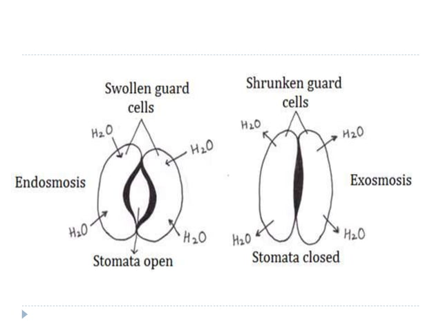 Mechanism of stomatal regulation | PPTX