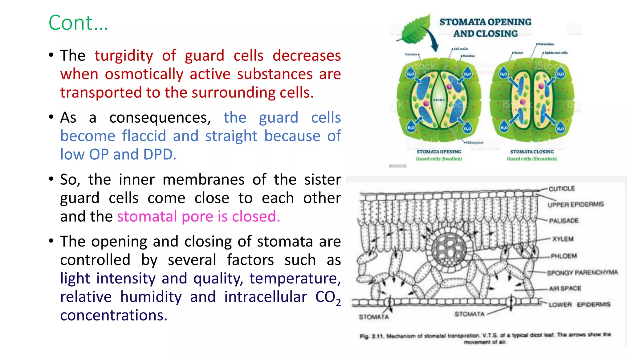 Mechanism of stomatal transpiration | PPTX