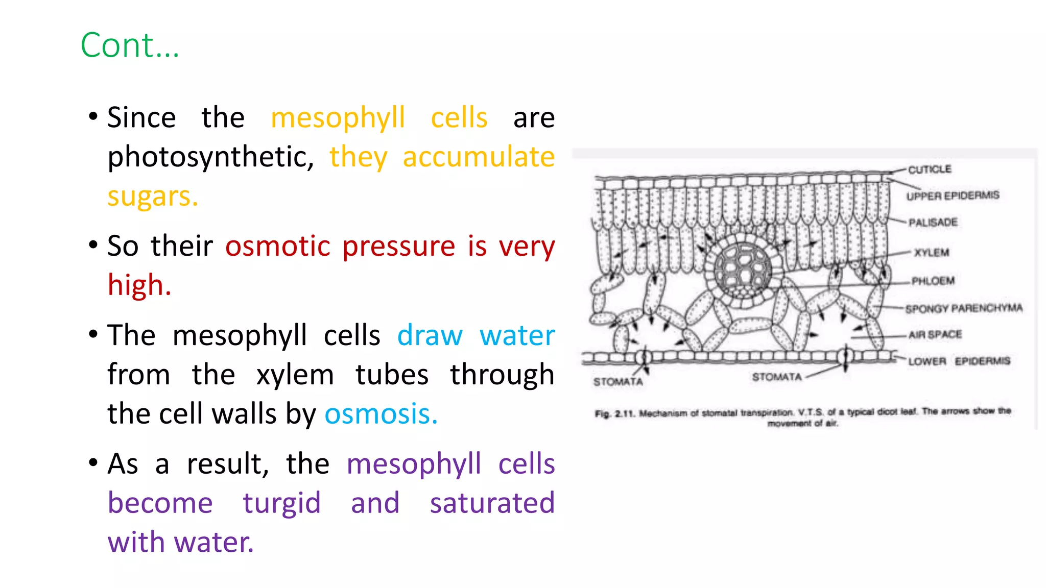 Mechanism of stomatal transpiration | PPTX