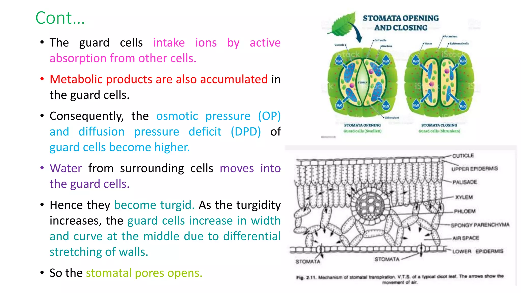Mechanism of stomatal transpiration | PPTX