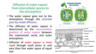 Mechanism of stomatal transpiration | PPTX
