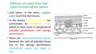 Mechanism of stomatal transpiration | PPTX