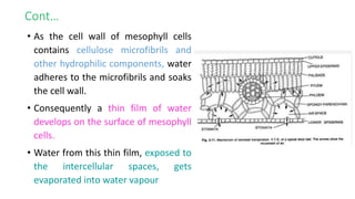 Mechanism of stomatal transpiration | PPTX