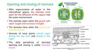 Mechanism of stomatal transpiration | PPTX