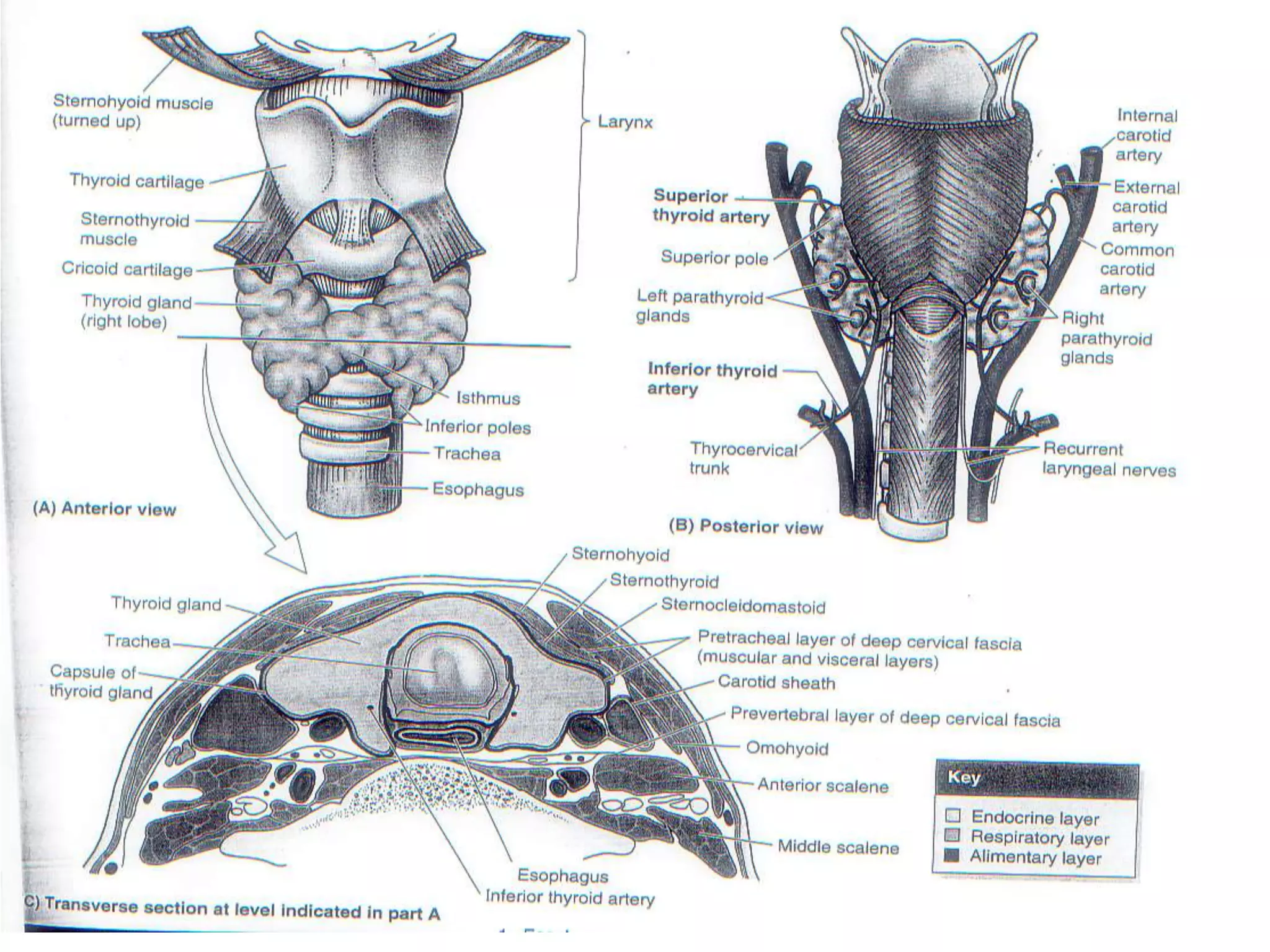 Mechanism of swallowing | PPTX