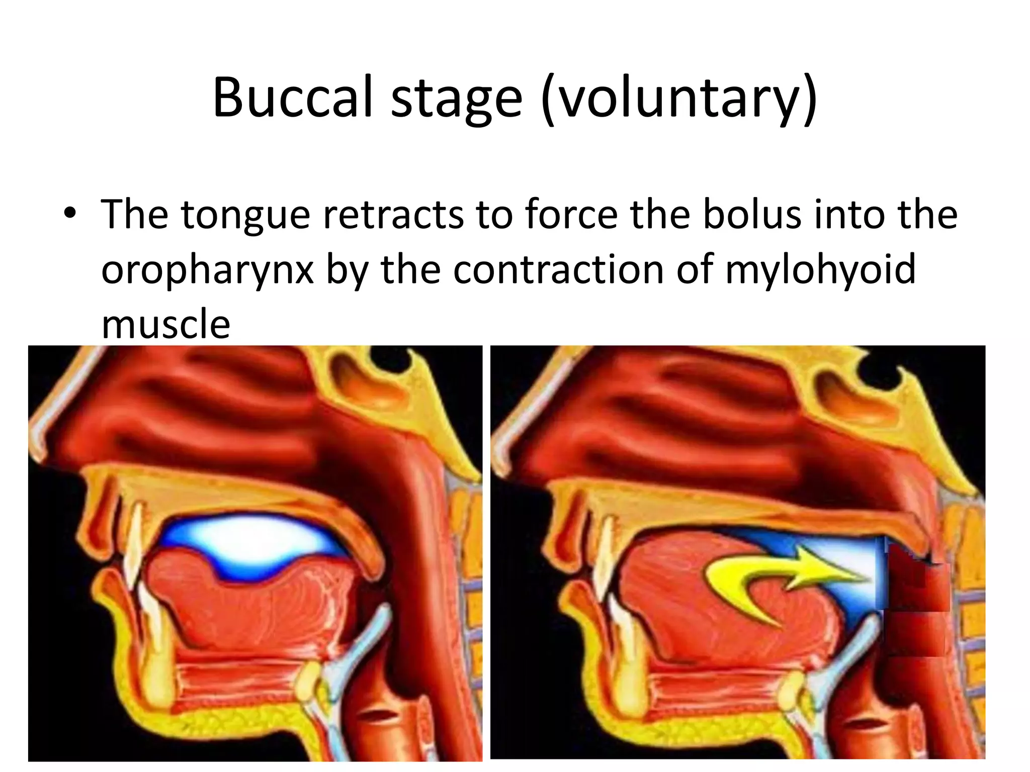 Mechanism of swallowing | PPTX