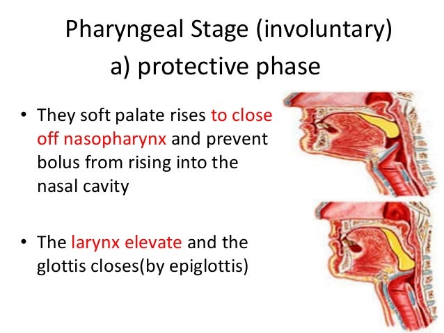 Mechanism of swallowing