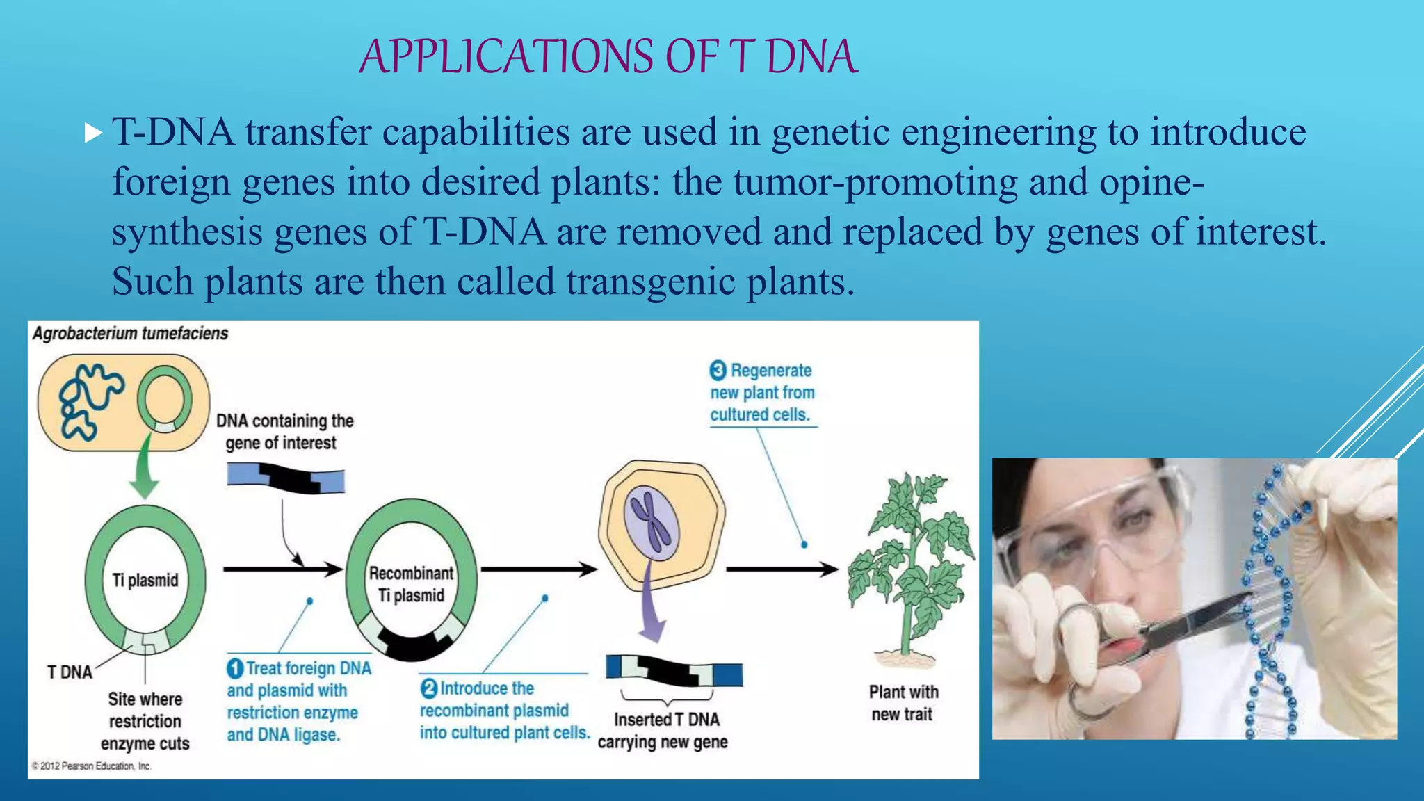Mechanism of T-DNA to transfer genes into plants | PPTX