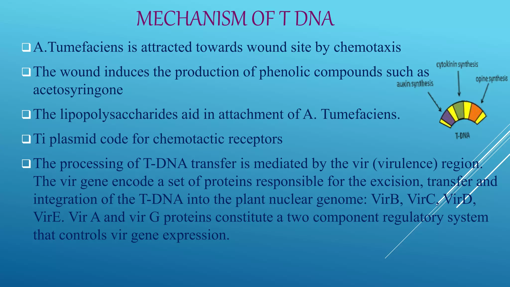 Mechanism of T-DNA to transfer genes into plants | PPTX