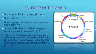 Mechanism of T-DNA to transfer genes into plants | PPTX