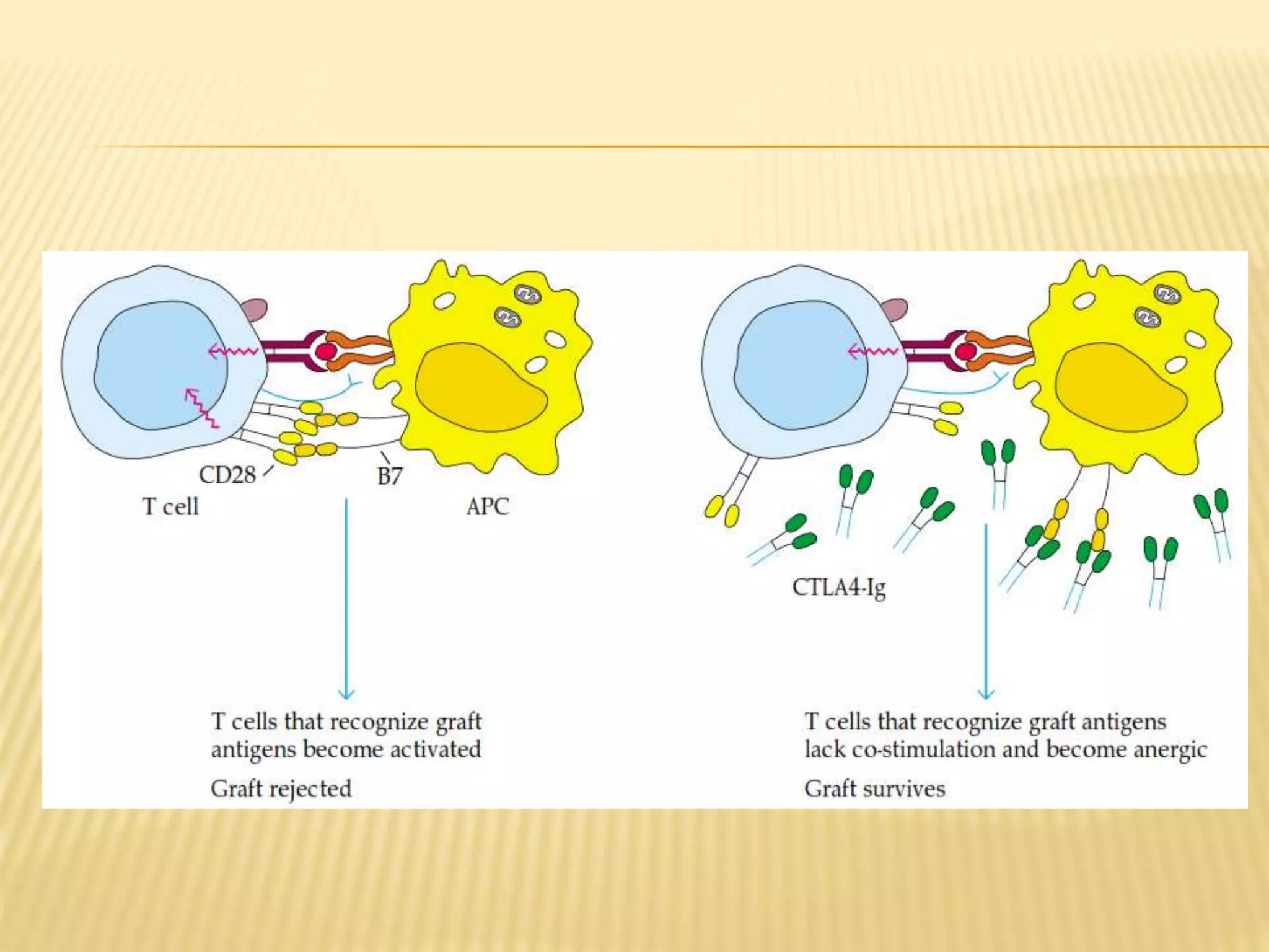 Mechanism of tissue graft rejection | PPTX