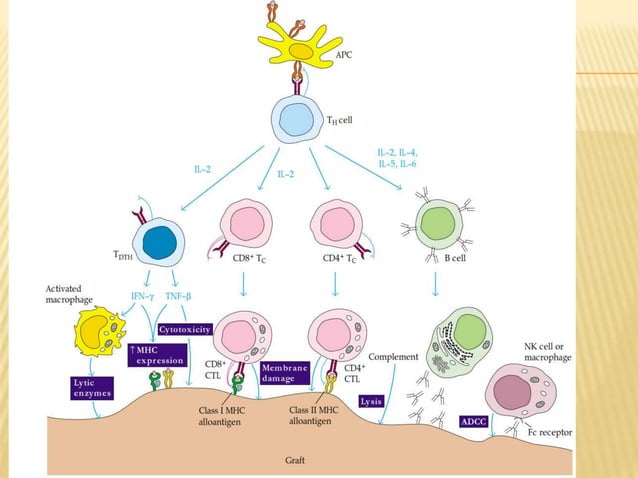 Mechanism of tissue graft rejection | PPTX | Infectious Diseases ...