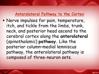 Mechanism of touch & temperature | PPTX
