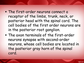 Mechanism of touch & temperature | PPTX