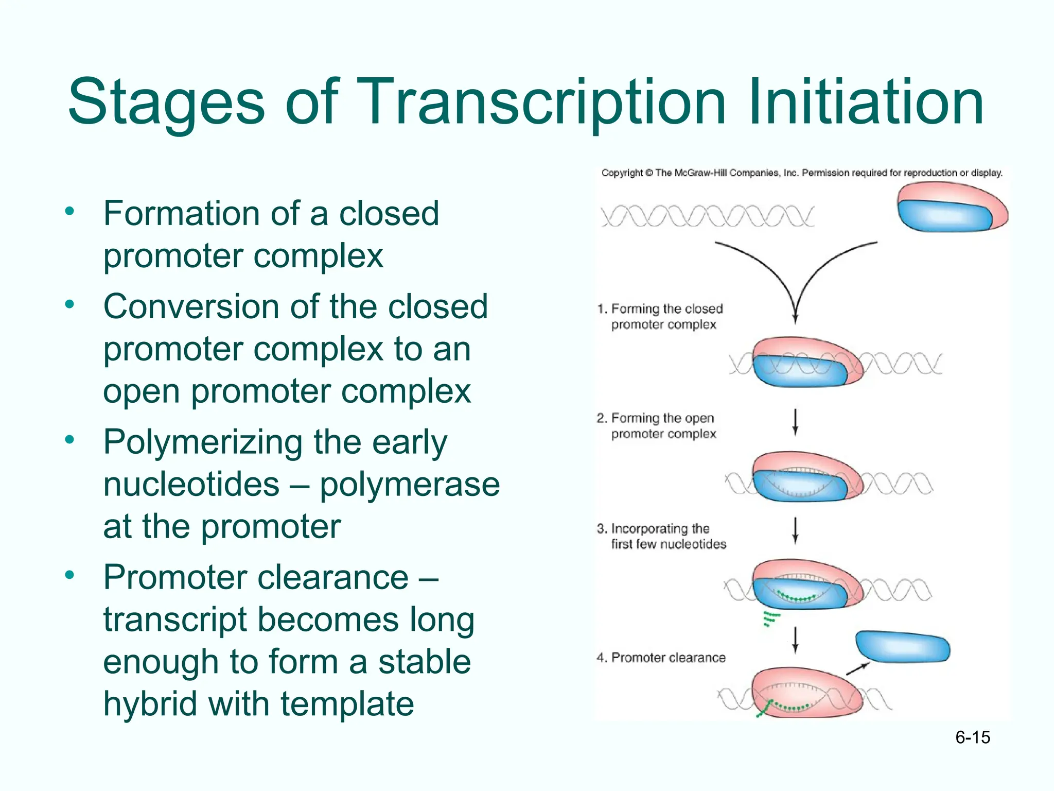 Mechanism of transcription in bacteria.ppt