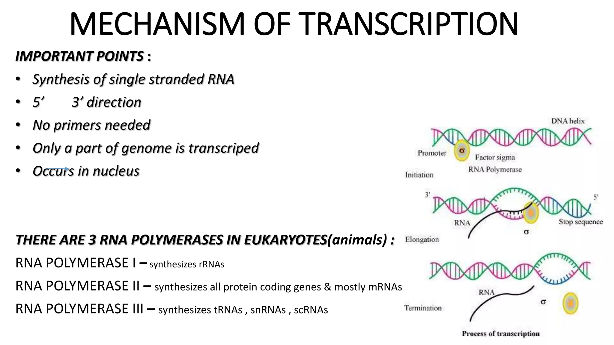 MECHANISM OF TRANSCRIPTION prashant.pptx