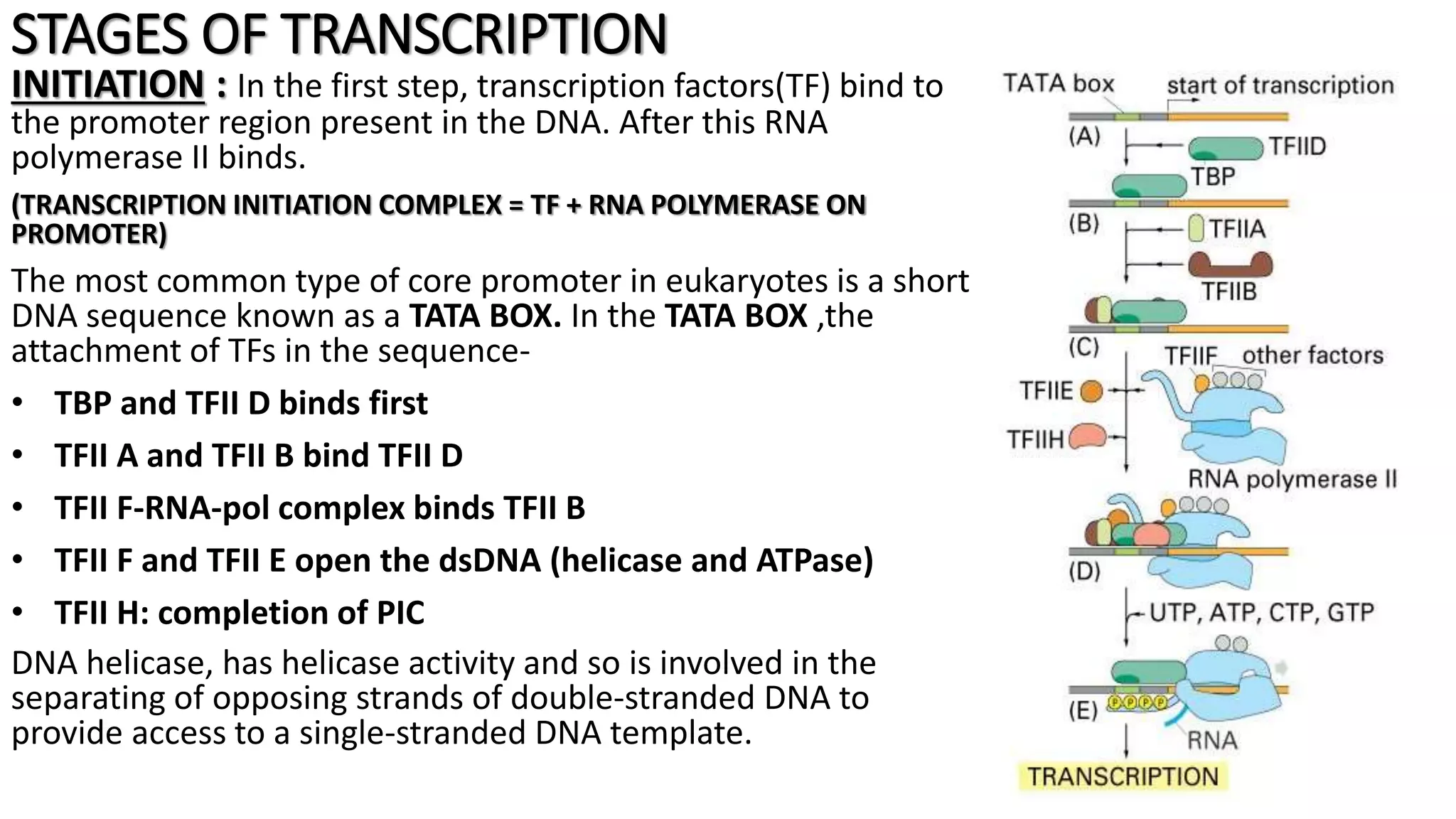 MECHANISM OF TRANSCRIPTION prashant.pptx