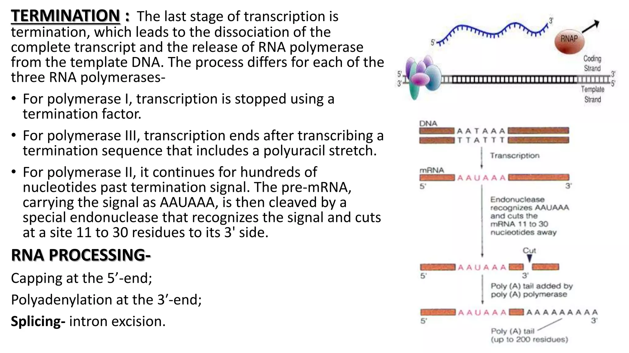 MECHANISM OF TRANSCRIPTION prashant.pptx