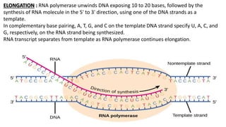 MECHANISM OF TRANSCRIPTION prashant.pptx