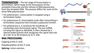 MECHANISM OF TRANSCRIPTION prashant.pptx
