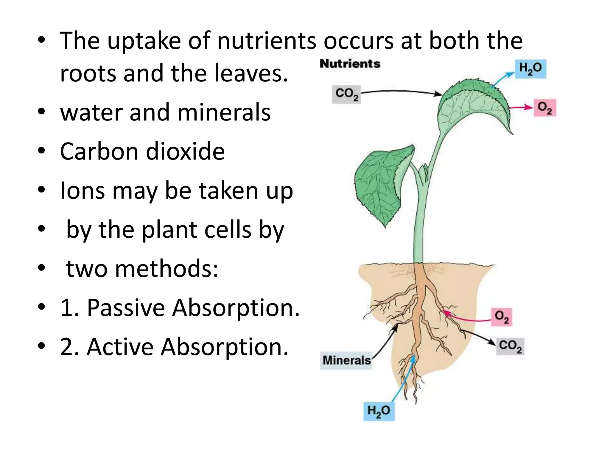 Mechanism of uptake and transport of nutrient ions in plants | PPTX
