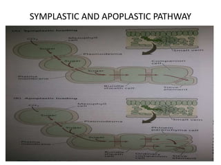 Mechanism of uptake and transport of nutrient ions in plants | PPTX