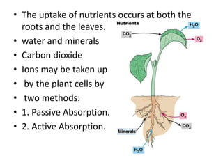Mechanism of uptake and transport of nutrient ions in plants | PPTX