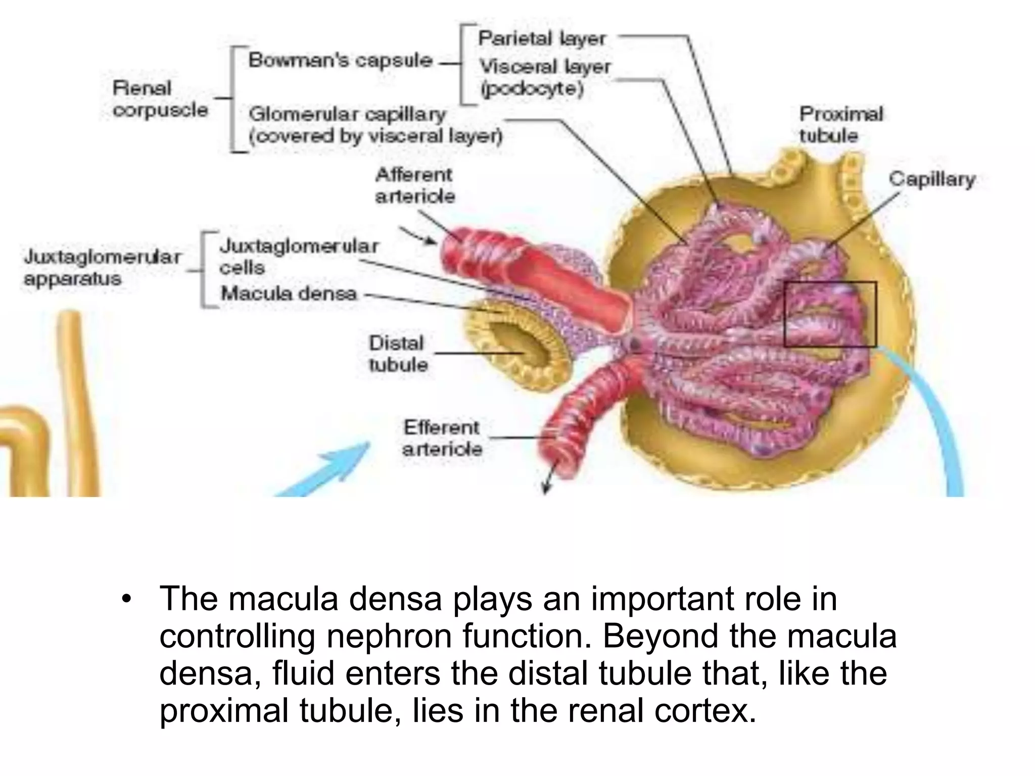 Mechanism of urine forming.ppt