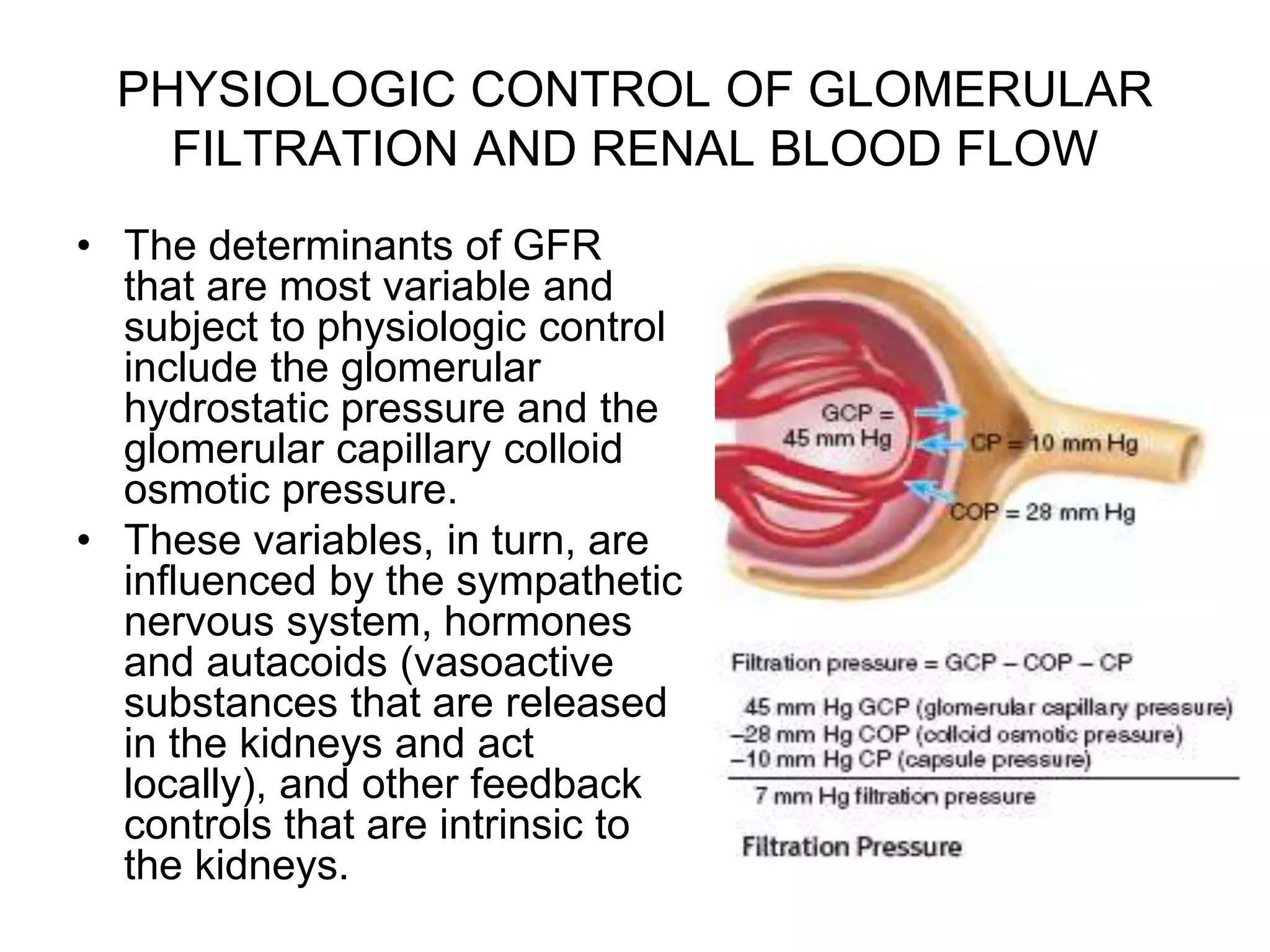 Mechanism of urine forming.ppt
