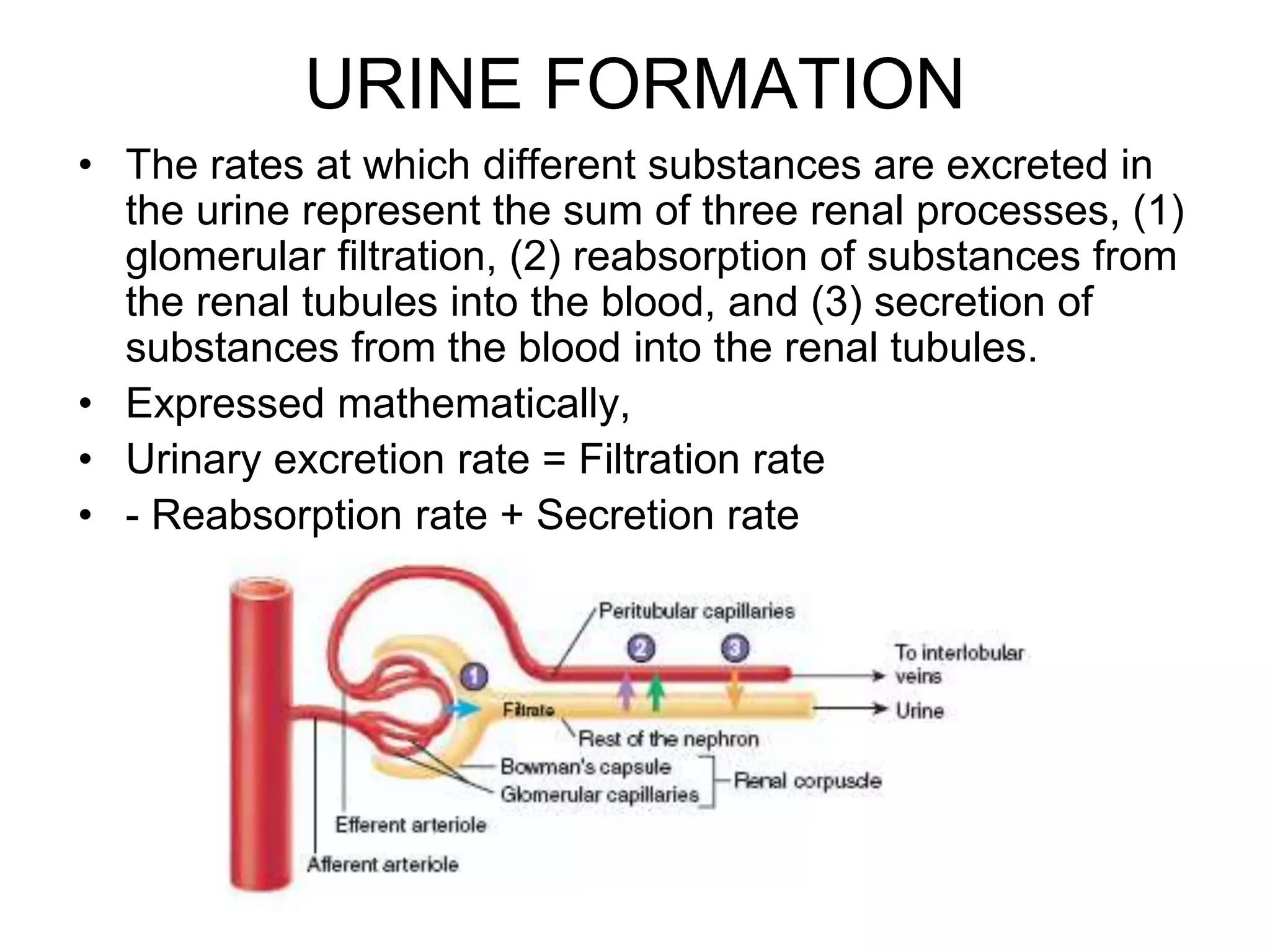 Mechanism of urine forming.ppt