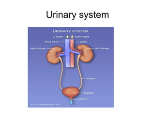 Mechanism of urine forming.ppt