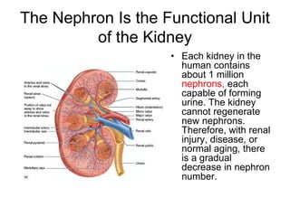 Mechanism of urine forming.ppt