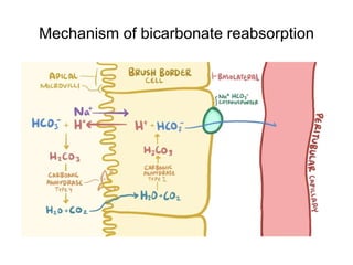 Mechanism of urine forming.ppt