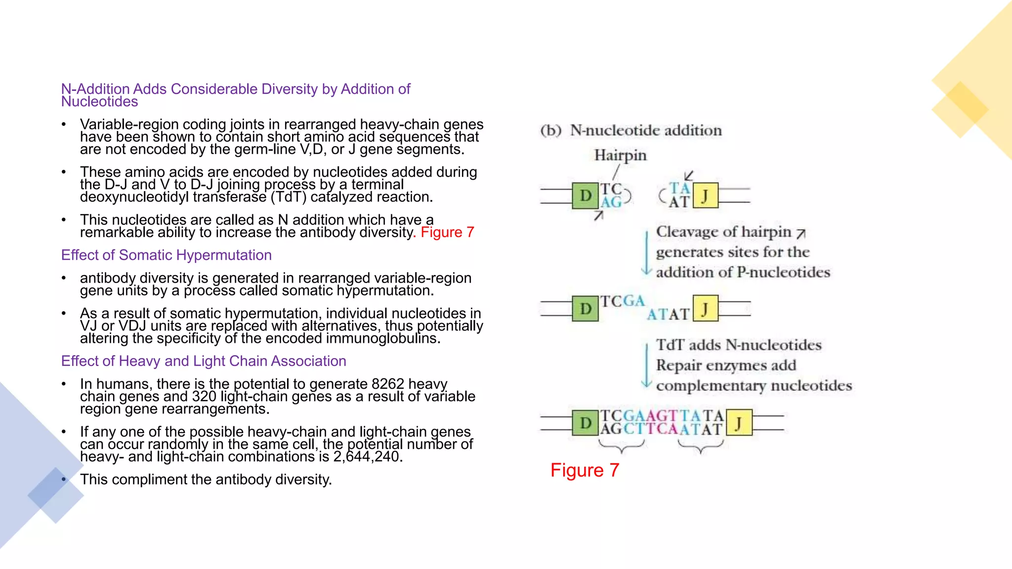 Mechanism of vd(j) recombination and generation of antibody diversity ...