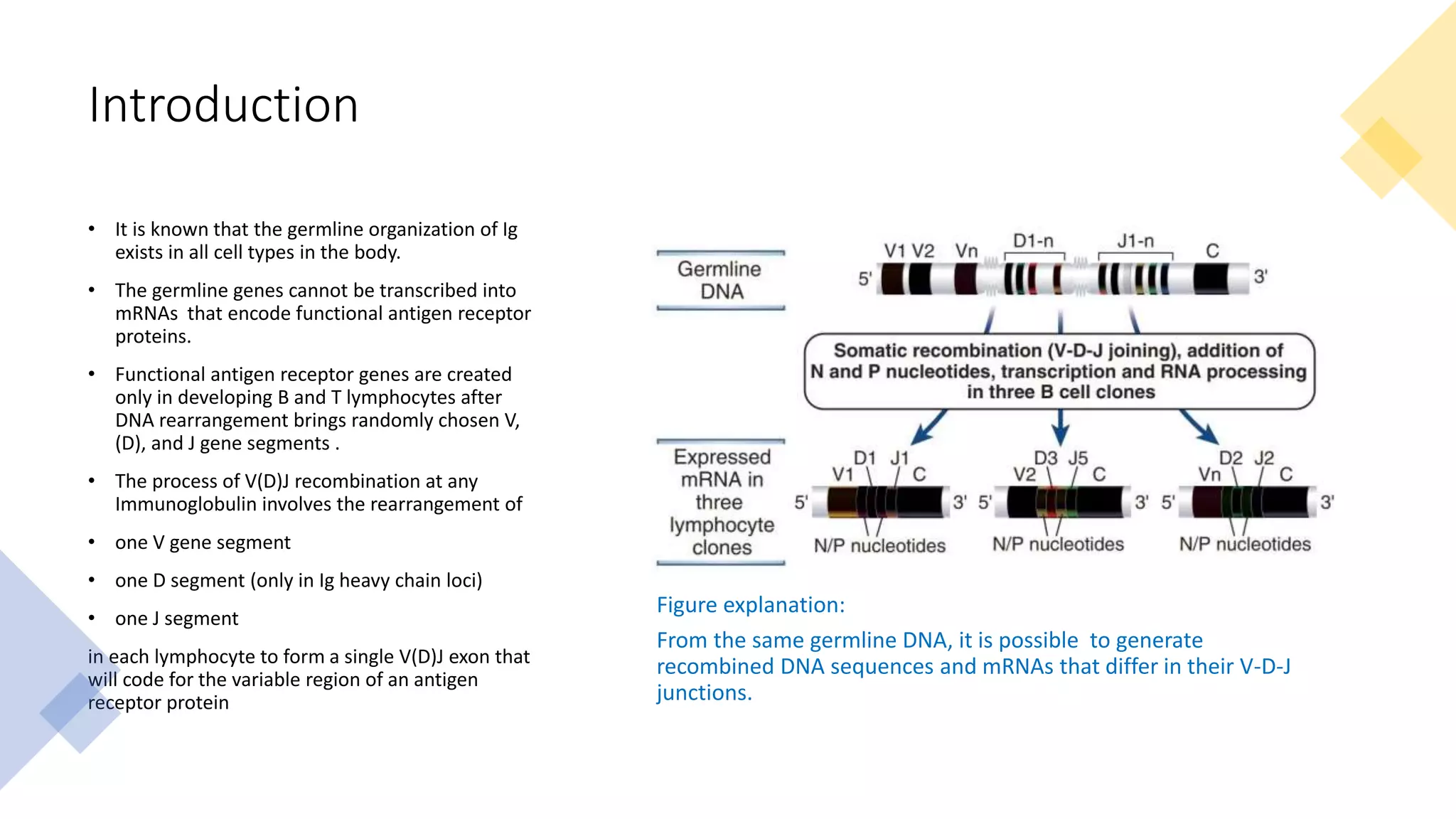 Mechanism of vd(j) recombination and generation of antibody diversity ...