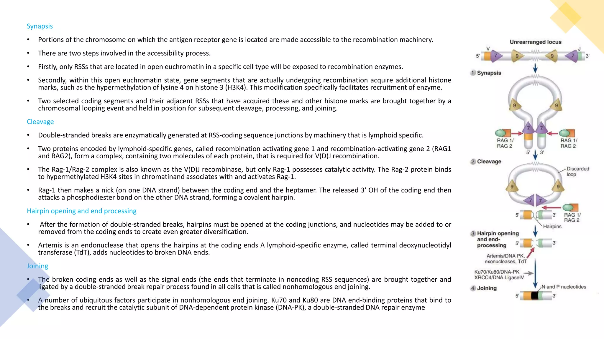 Mechanism of vd(j) recombination and generation of antibody diversity ...