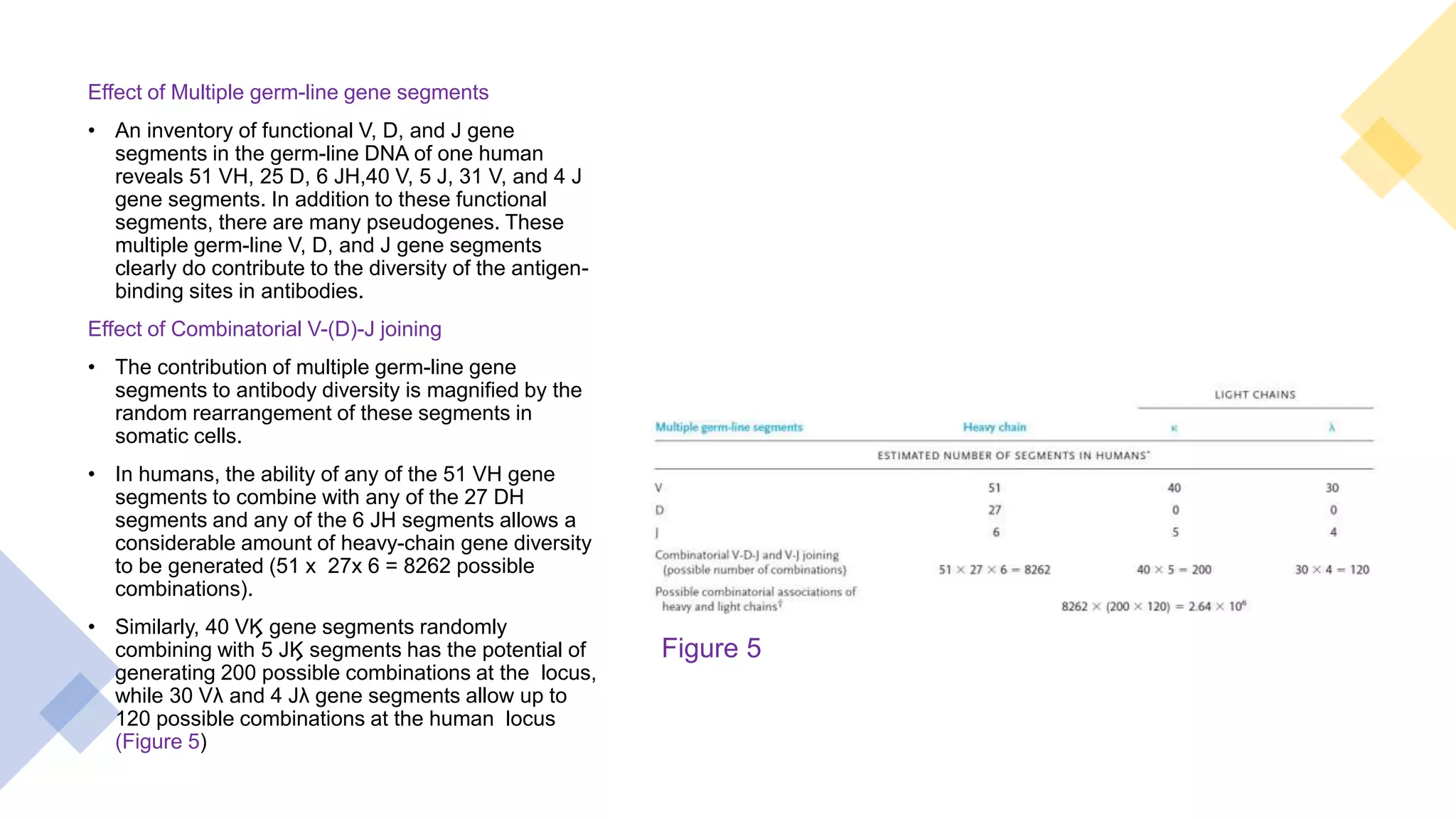 Mechanism of vd(j) recombination and generation of antibody diversity ...