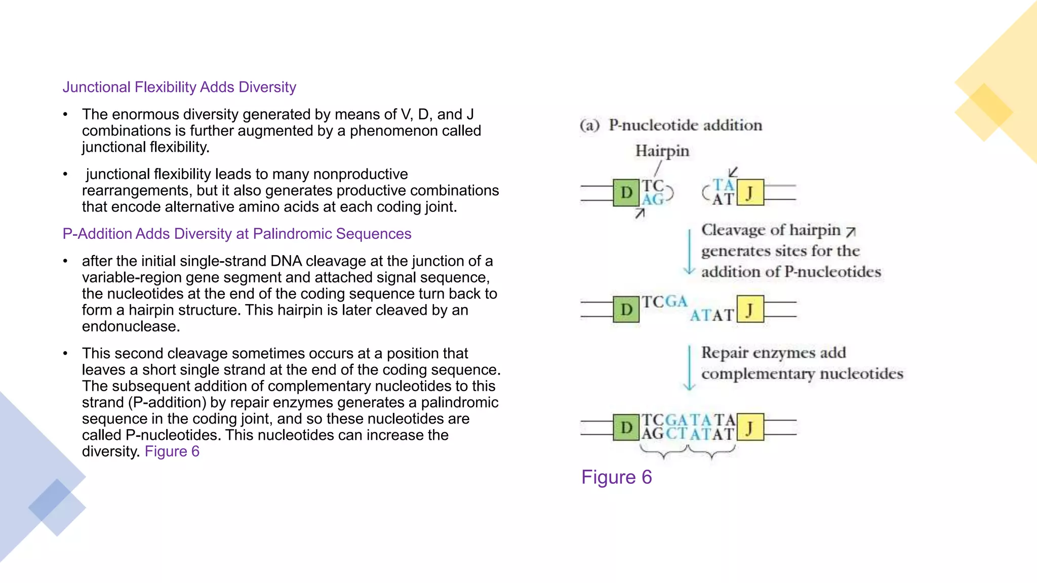 Mechanism of vd(j) recombination and generation of antibody diversity ...