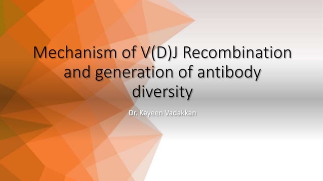 Mechanism of vd(j) recombination and generation of antibody diversity ...