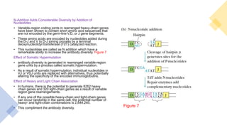 Mechanism of vd(j) recombination and generation of antibody diversity ...