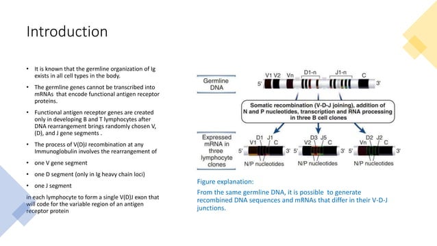 Mechanism of vd(j) recombination and generation of antibody diversity ...