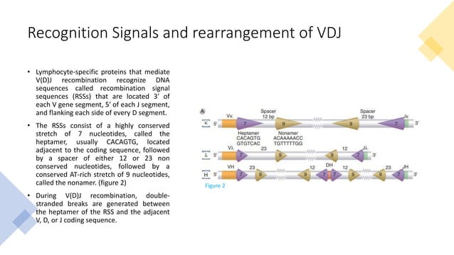 Mechanism of vd(j) recombination and generation of antibody diversity ...