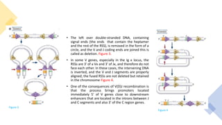 Mechanism of vd(j) recombination and generation of antibody diversity ...